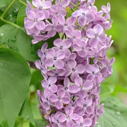 Lilacs: Plant Care and Collection of Varieties (National Gardening ...