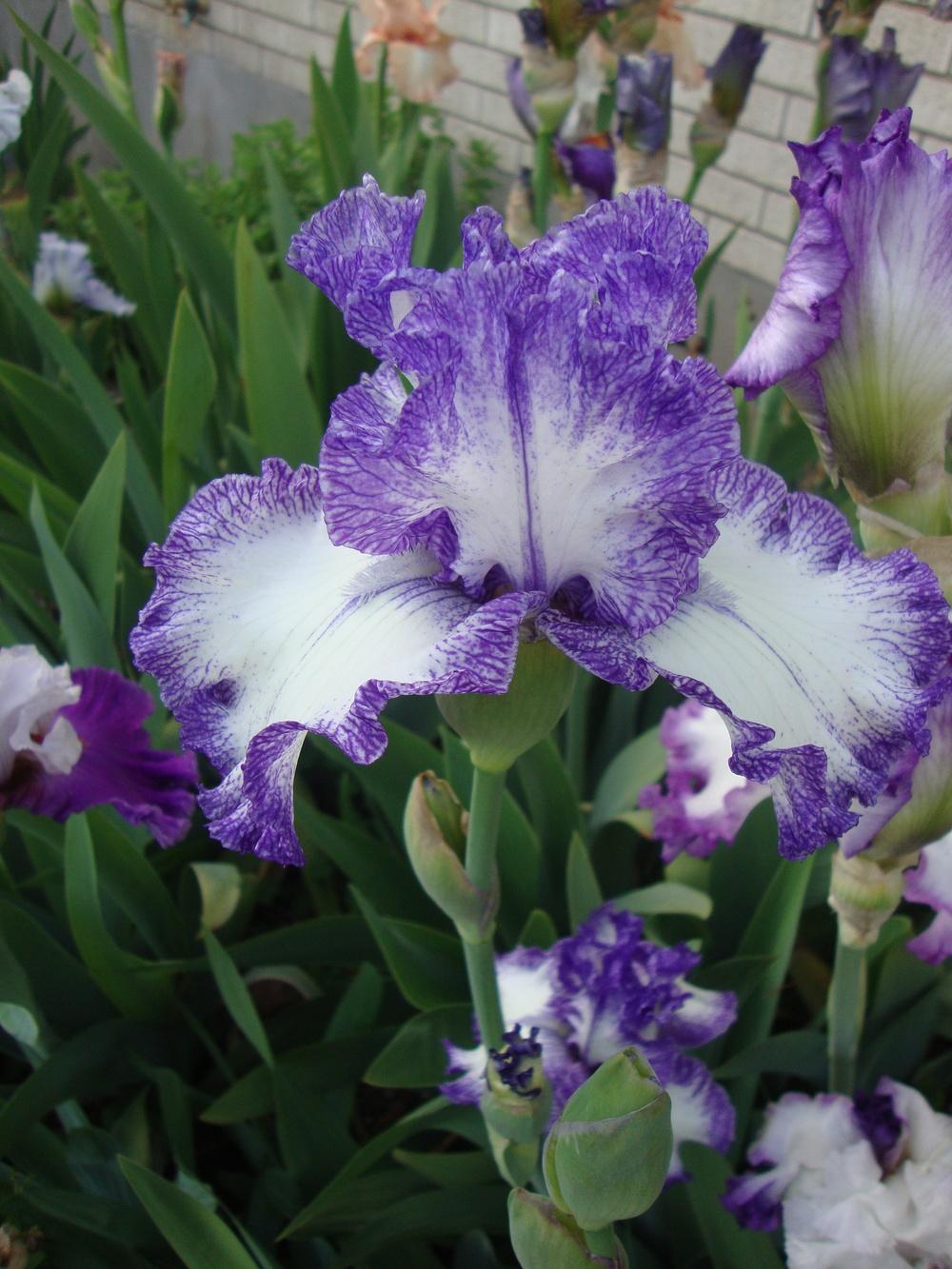 Photo of the bloom of Tall Bearded Iris (Iris 'Ink Patterns') posted by ...