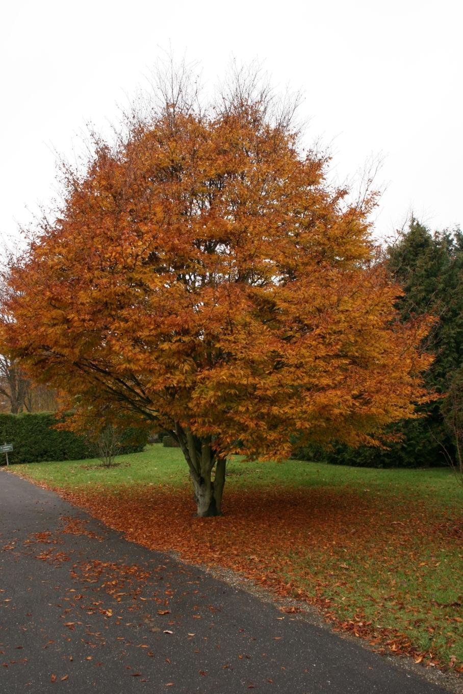 Photo of the fall color of European Beech (Fagus sylvatica ...