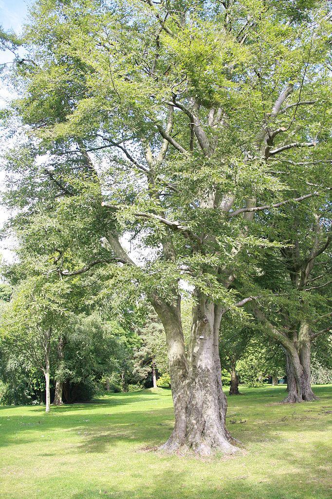 Photo of the entire plant of European Beech (Fagus sylvatica ...