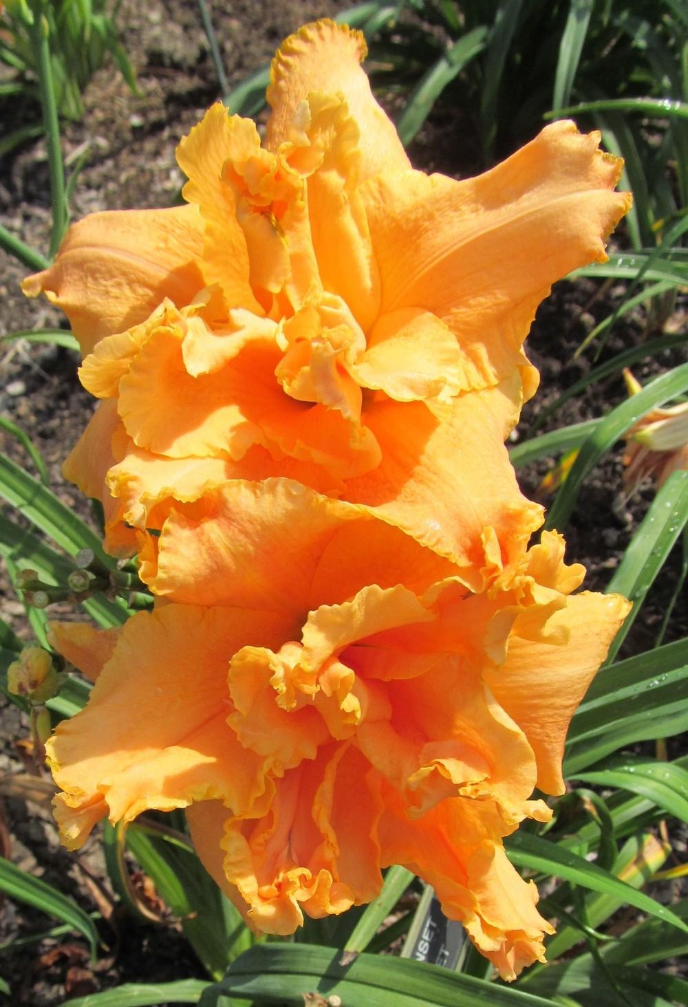 Daylily (Hemerocallis 'Gascone Sunset') in the Daylilies Database ...
