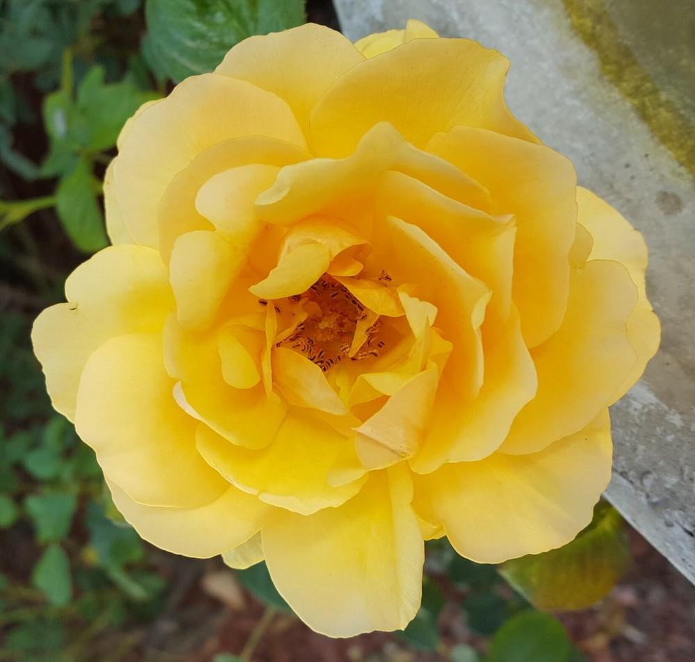 Photo of the bloom of Floribunda Rose (Rosa 'Amber Queen') posted by ...