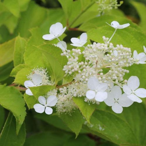 Panicle Hydrangea (Hydrangea paniculata 'Papillon') in the Hydrangeas ...