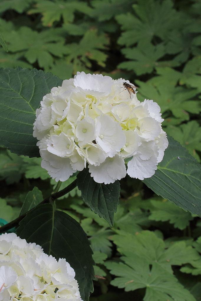 Photo of the bloom of Mophead Hydrangea (Hydrangea macrophylla Onyx ...