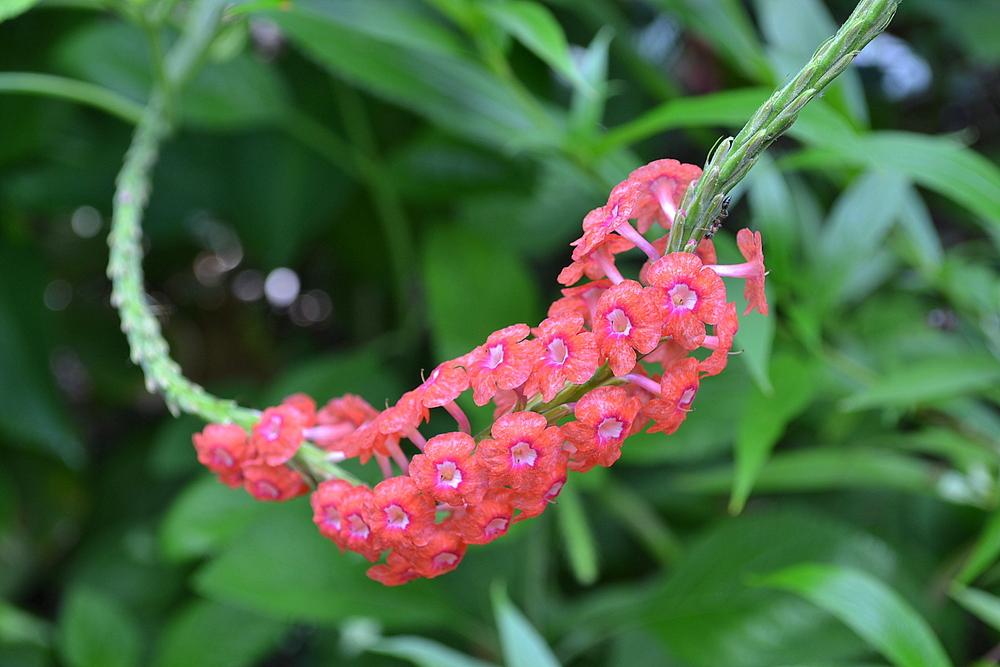 Photo of the bloom of Red Porterweed (Stachytarpheta mutabilis) posted ...