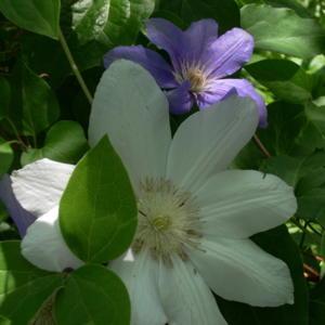 Clematis (Clematis lanuginosa 'Candida') in the Clematis Database ...