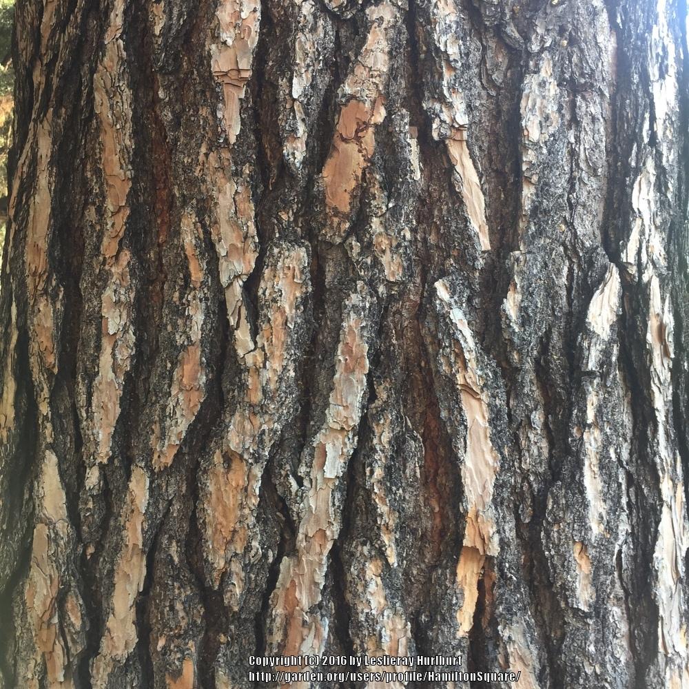 Gray Pine (Pinus sabiniana) - Garden.org