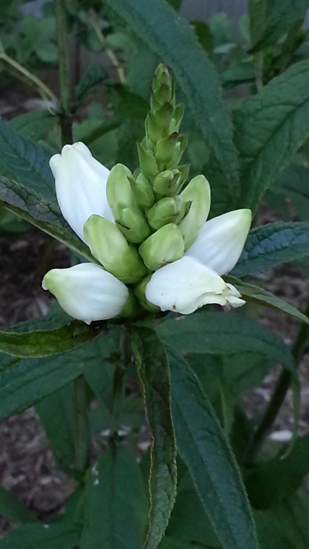 Turtlehead (Chelone glabra 'Black Ace') - Garden.org