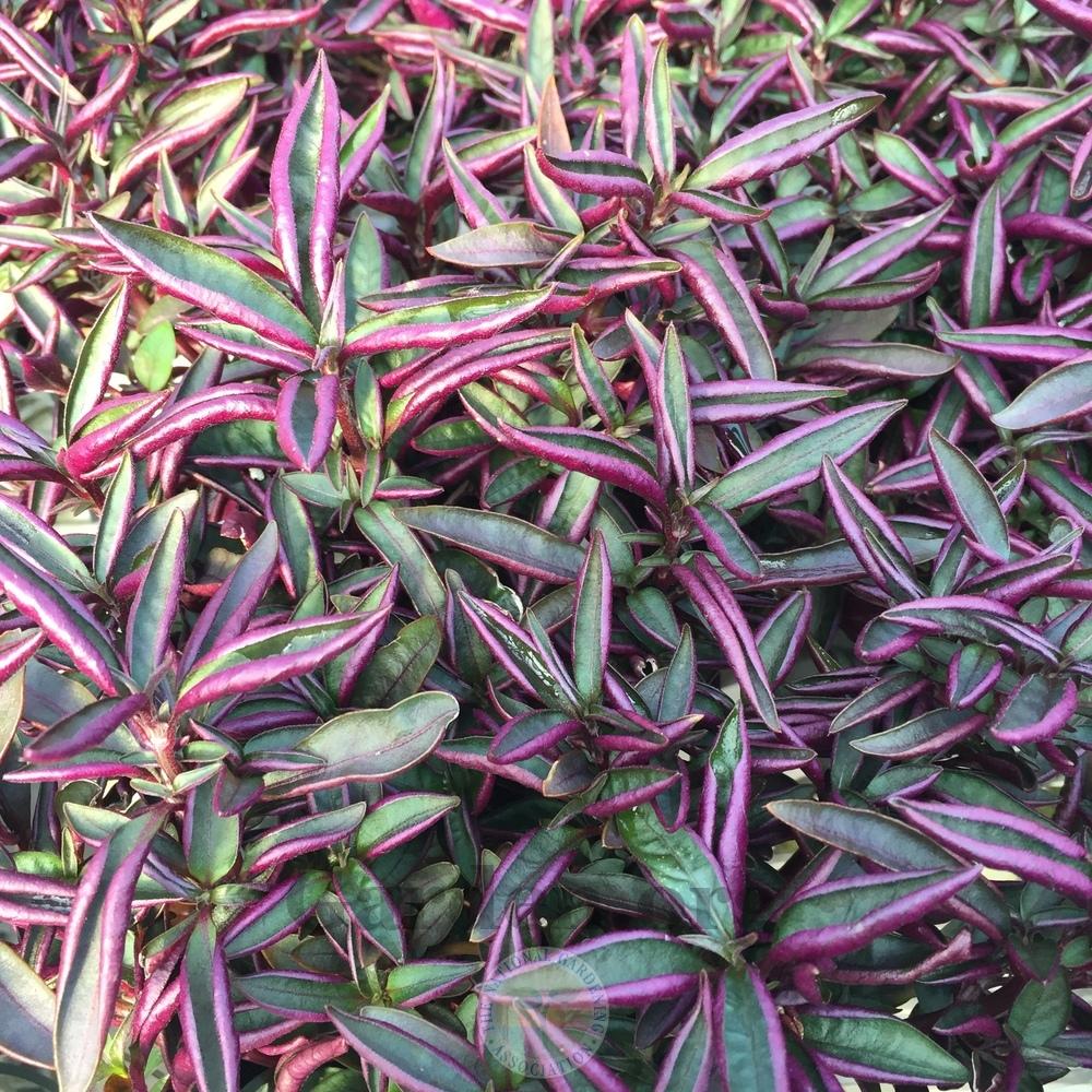 Calico Plant (Alternanthera ficoidea 'Purple Threadleaf') - Garden.org