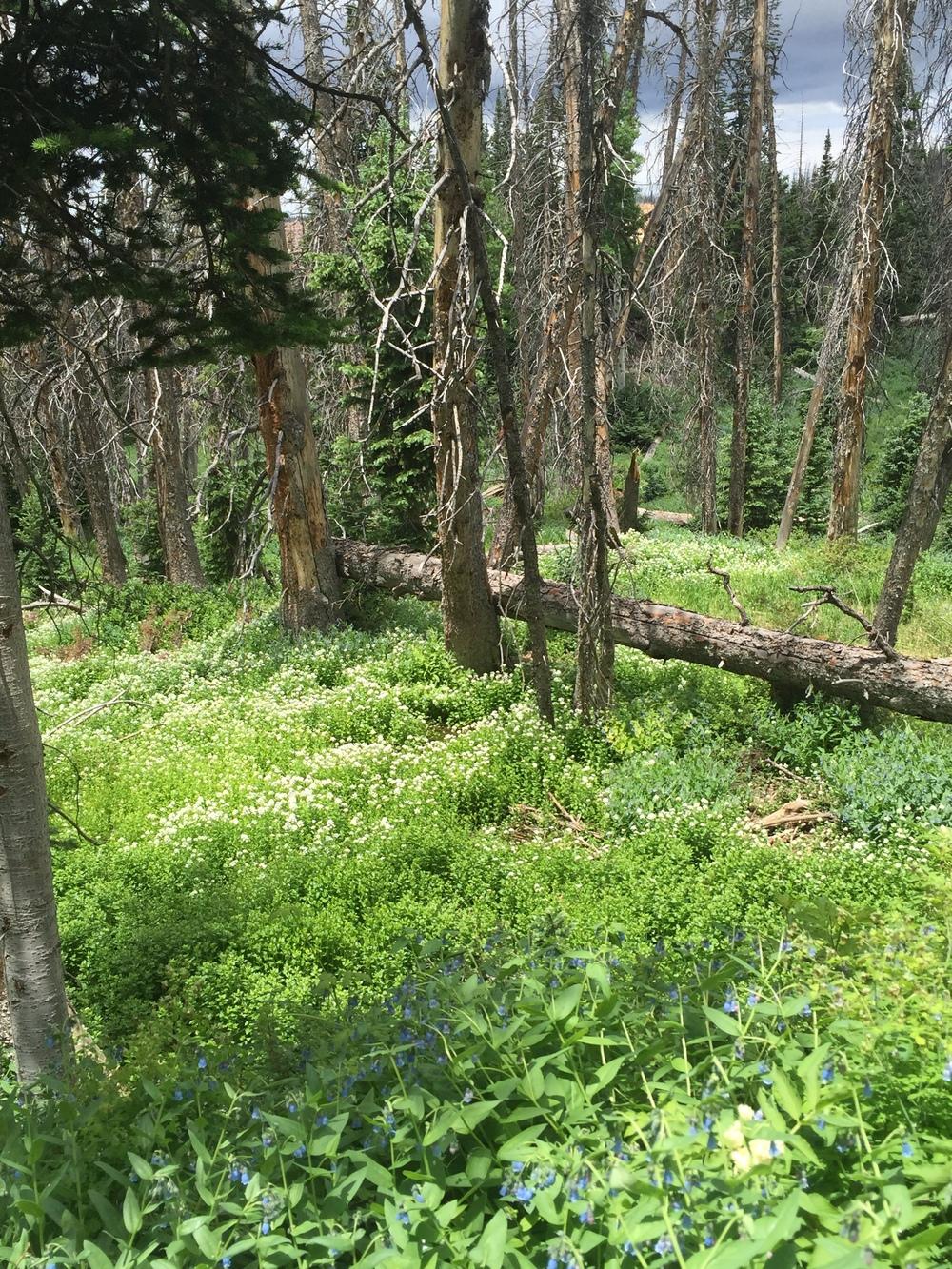 Porter Lovage (Ligusticum porteri) - Garden.org