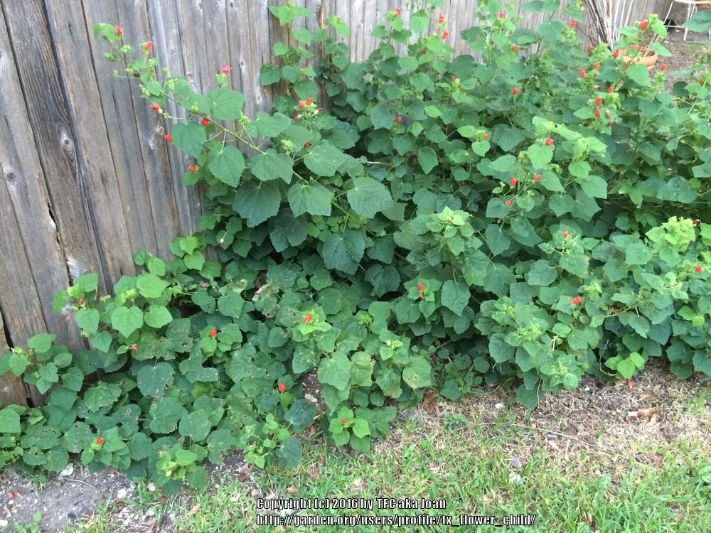 Photo of the entire plant of Turk's Cap (Malvaviscus arboreus var. drummondii) posted by tx ...