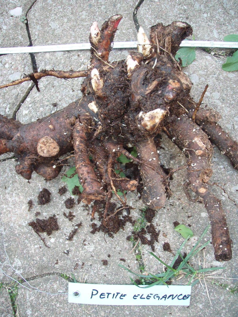 Roots Fall 2016! in the Peonies forum - Garden.org