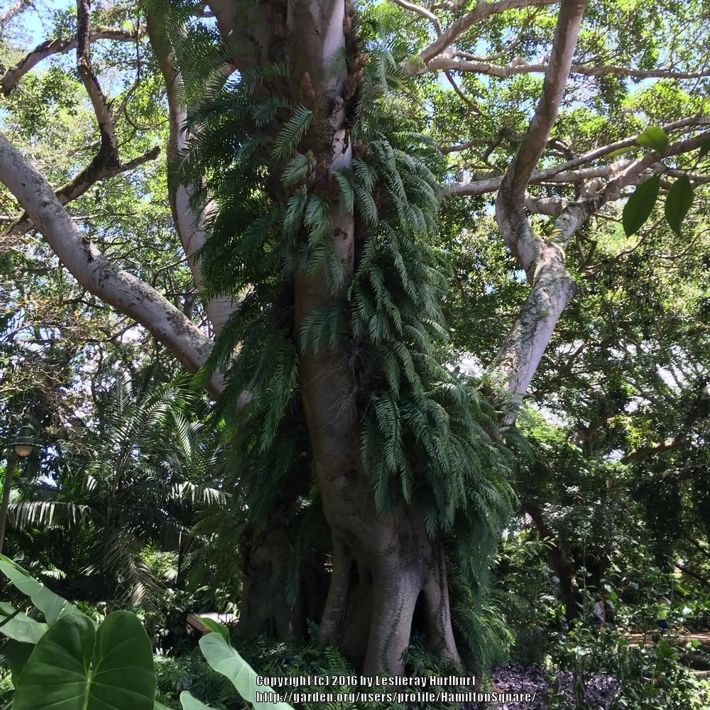 Ficus callosa - Garden.org