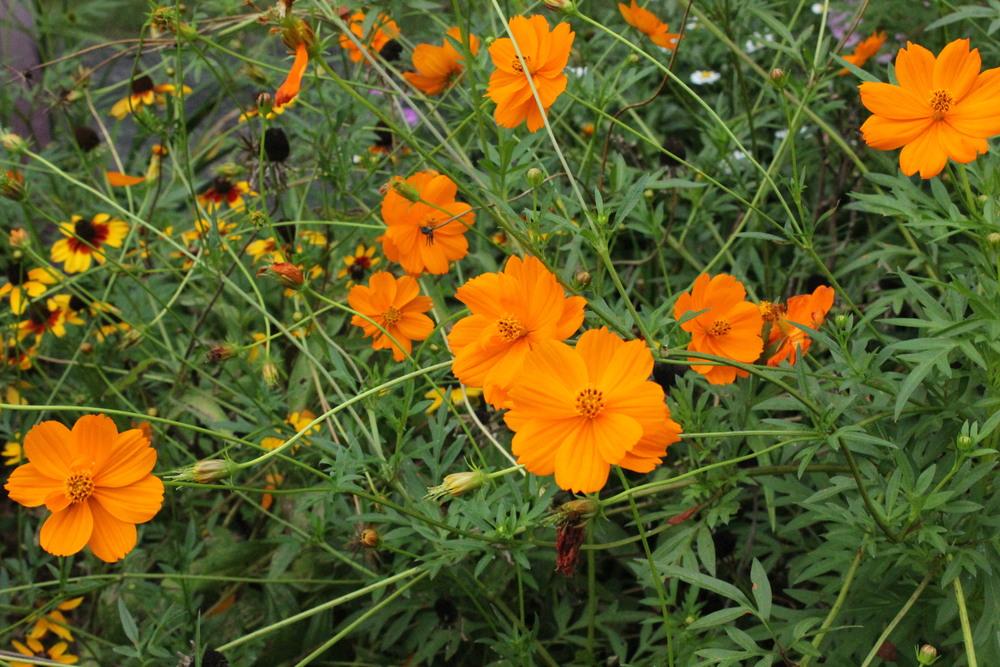 Photo of the bloom of Common Cosmos (Cosmos sulphureus 'Cosmic Orange ...