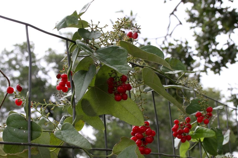 Carolina Moonseed (Cocculus carolinus) - Garden.org