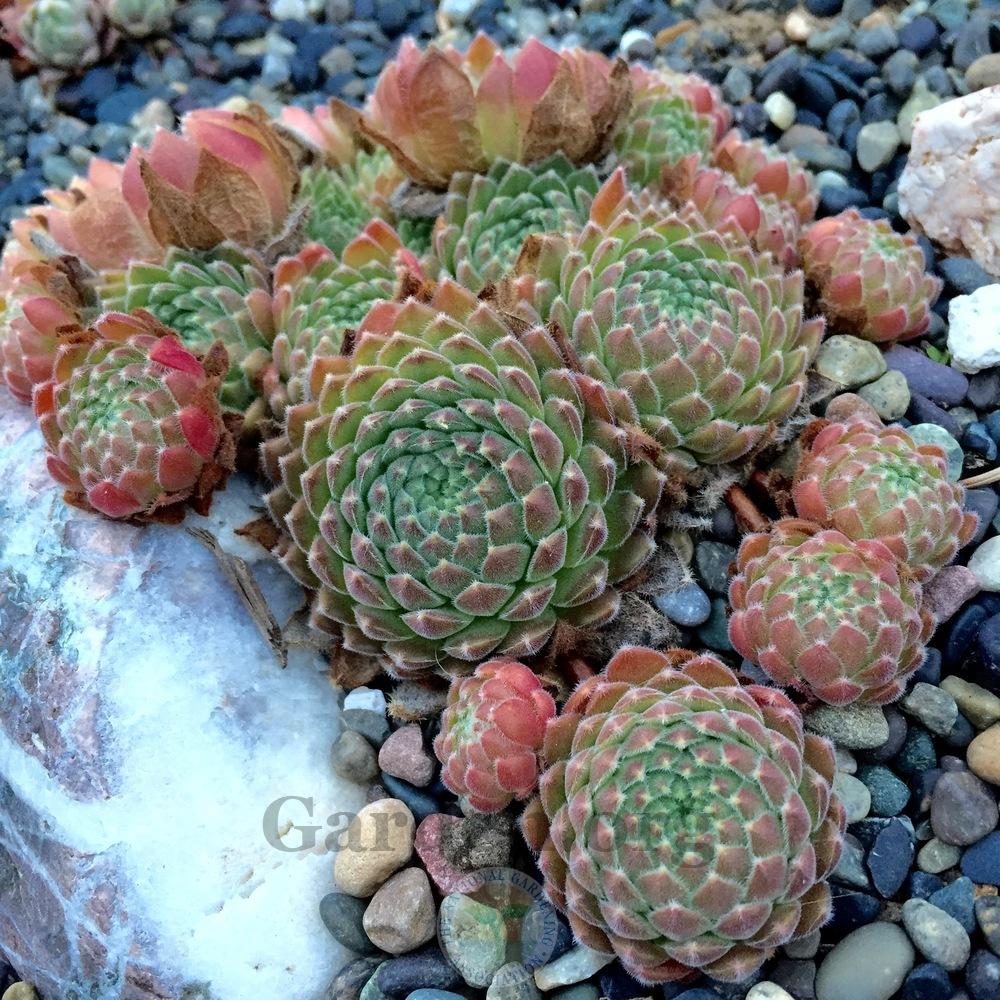 Photo of the entire plant of Hen and Chicks (Sempervivum 'Pacific Rim ...