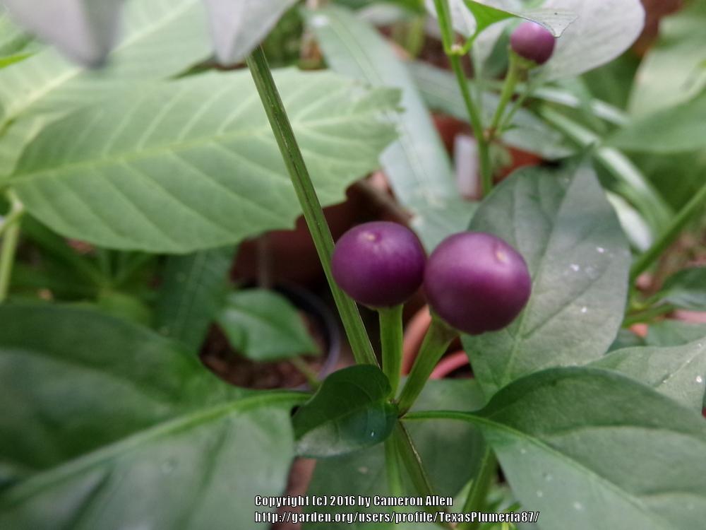 Photo of the fruit of Ornamental Pepper (Capsicum annuum 'Filius Blue ...