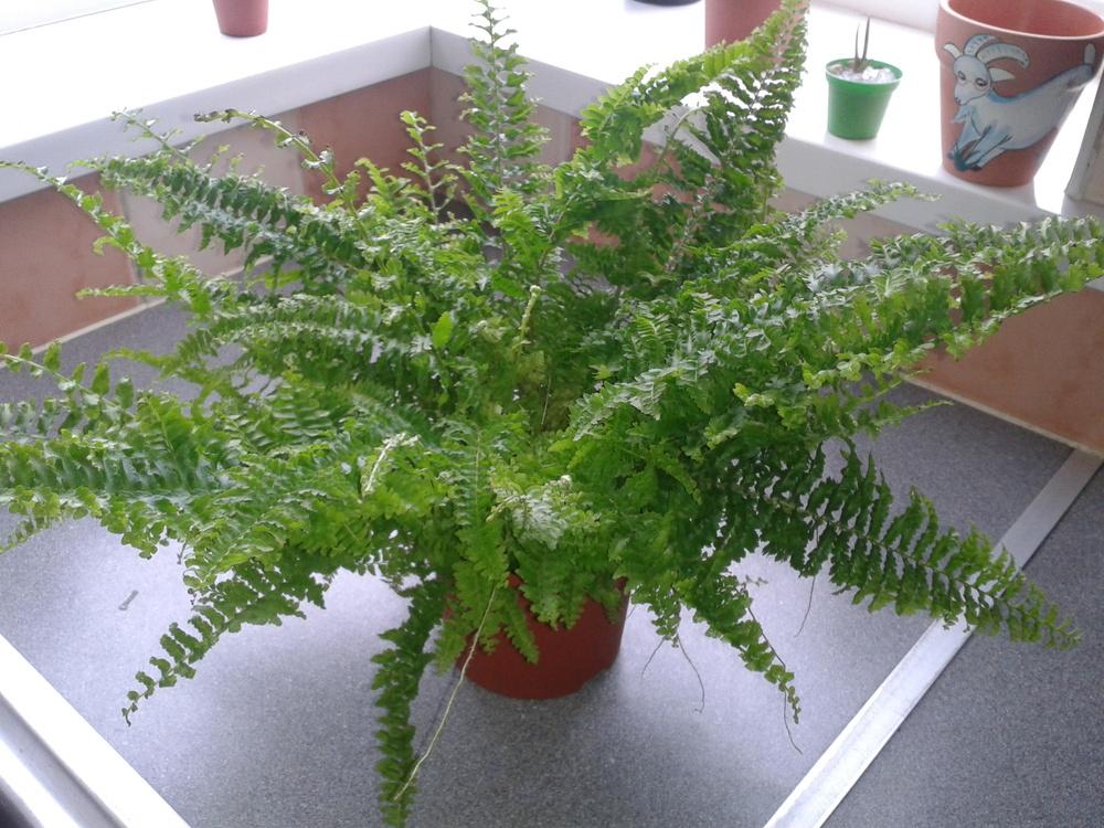 Photo of the entire plant of Boston Fern (Nephrolepis exaltata 'Fluffy ...