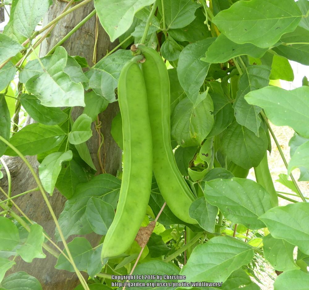 Photo of the seed pods or heads of Sword Bean (Canavalia gladiata ...
