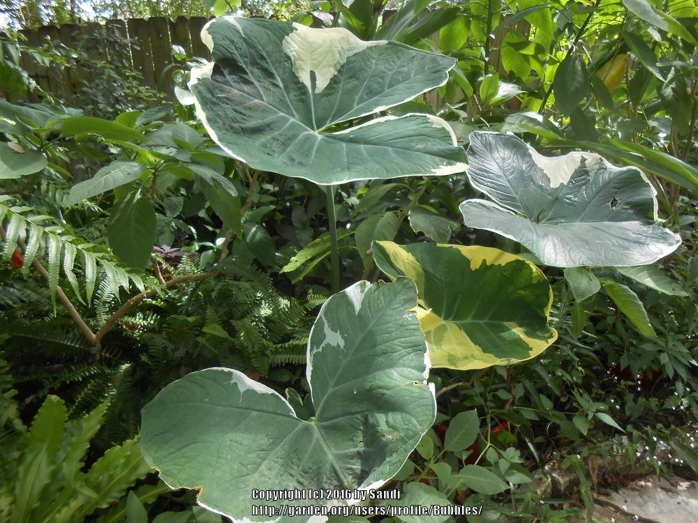 Photo of the leaves of Arrow Leaf Elephant's Ear (Xanthosoma ...