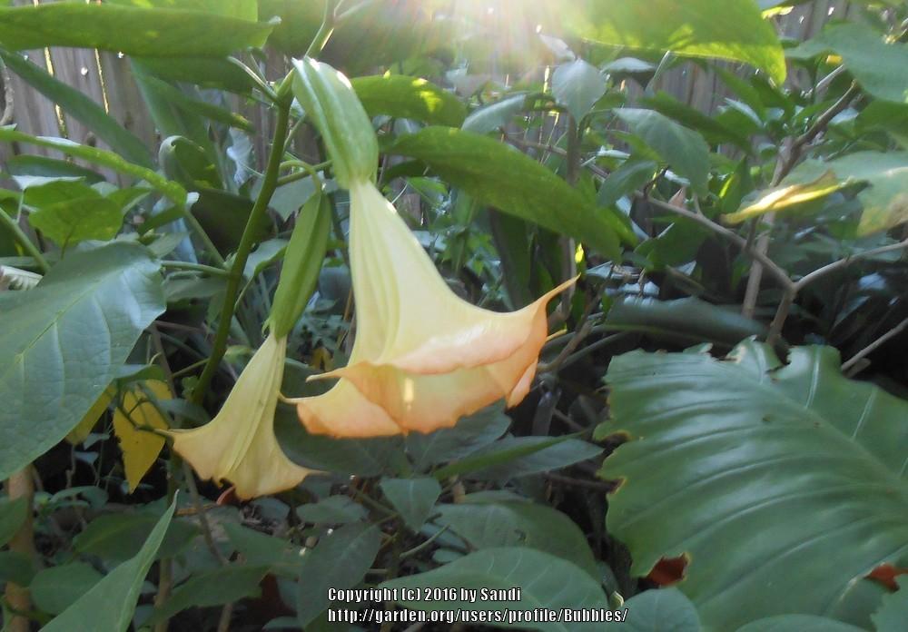 Photo of the bloom of Angel Trumpet (Brugmansia 'Jean Pasco') posted by ...