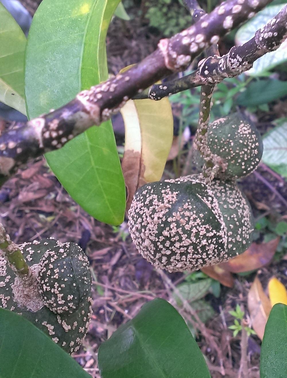 Toad Tree (Tabernaemontana elegans) - Garden.org