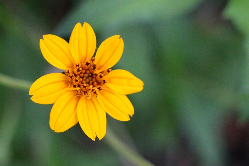 Zexmenia (Wedelia acapulcensis var. hispida) - Garden.org