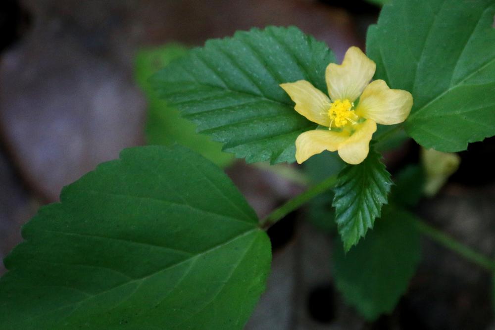 Indian Valley False Mallow (Malvastrum americanum) - Garden.org