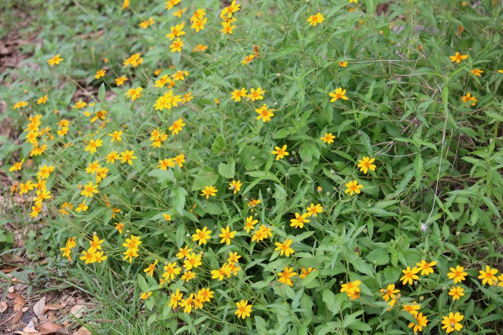 Photo of the entire plant of Orange Zexmenia (Zexmenia hispida) posted ...