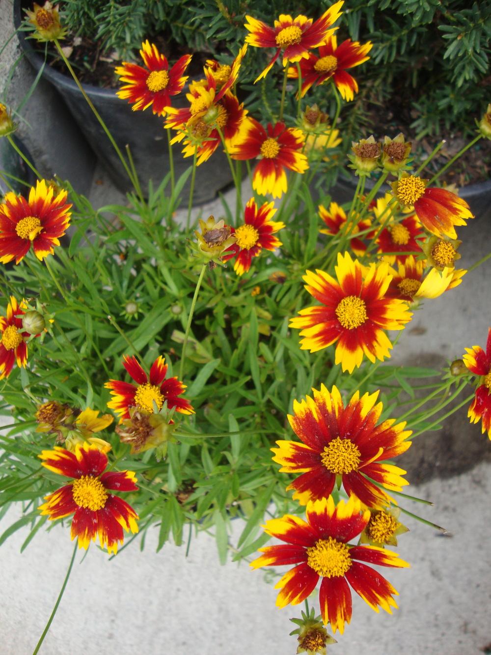 Photo of the entire plant of Tickseed (Coreopsis Li'l Bang™ Daybreak ...