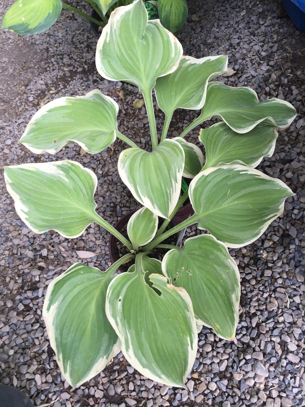 Photo of the entire plant of Hosta 'Victory' posted by SpringGreenThumb ...
