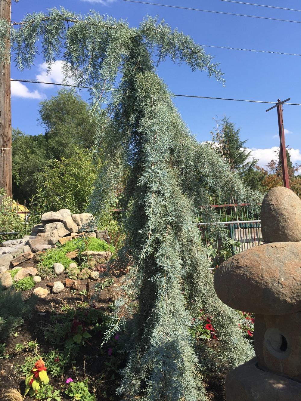 Photo of the entire plant of Weeping Gray Cypress (Cupressus arizonica ...