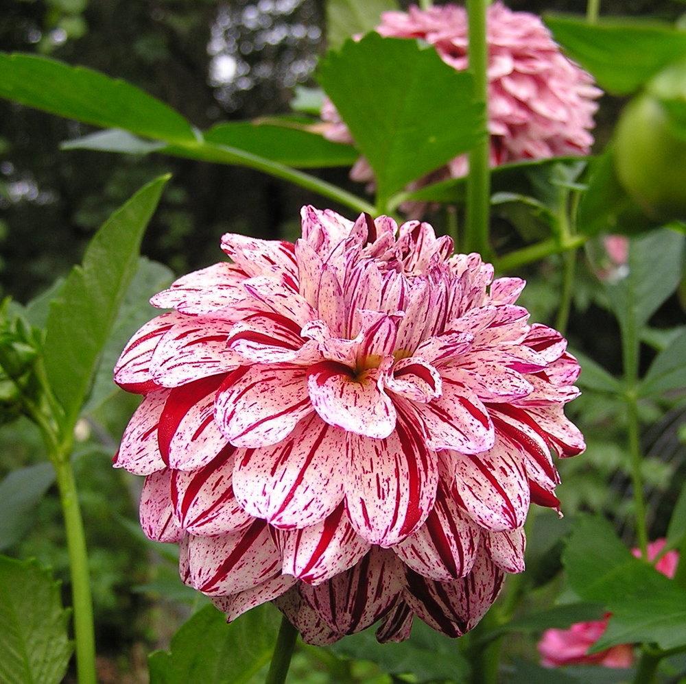 Dahlia 'Tanner Joe' in the Dahlias Database - Garden.org