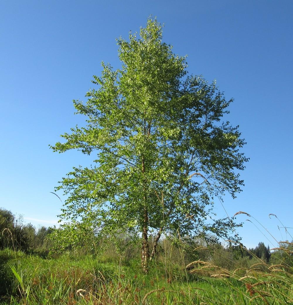 Photo of the entire plant of Paper Birch (Betula papyrifera) posted by ...