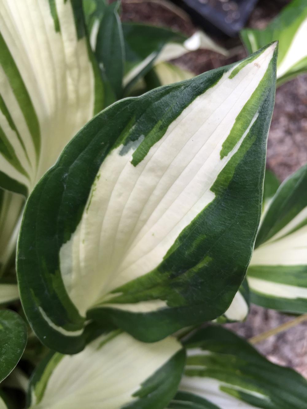 Hosta 'Enterprise' in the Hostas Database - Garden.org