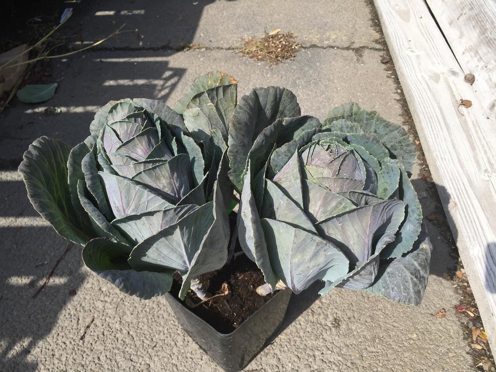Flowering Kale (Brassica oleracea Crane™ Red) in the Brassicas Database ...