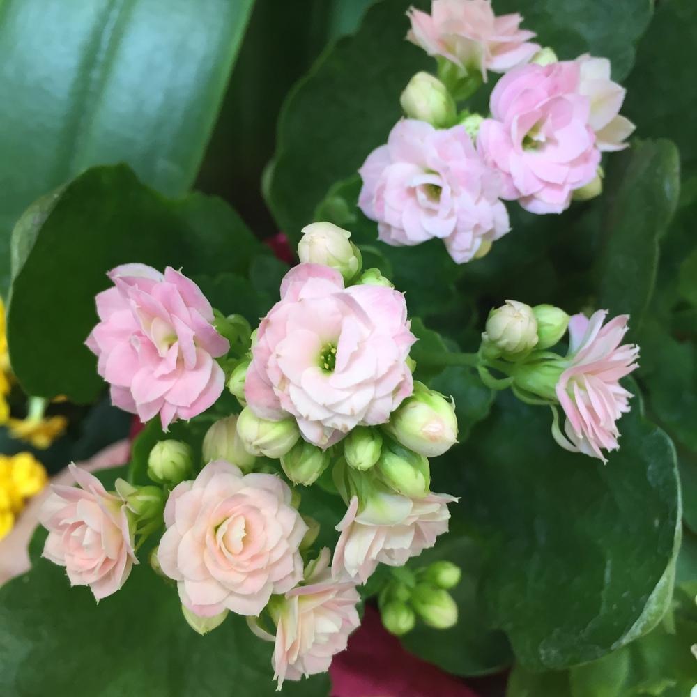 Photo of the bloom of Flaming Katy (Kalanchoe blossfeldiana Calandiva ...