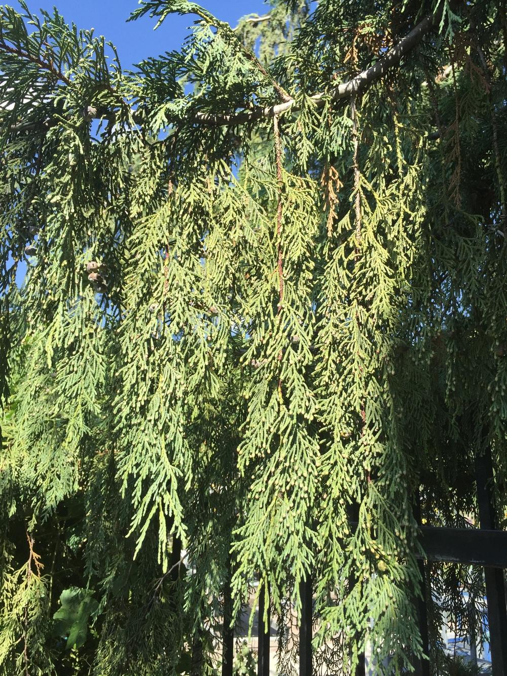 Photo of the leaves of Weeping Alaska Cedar (Xanthocyparis nootkatensis ...