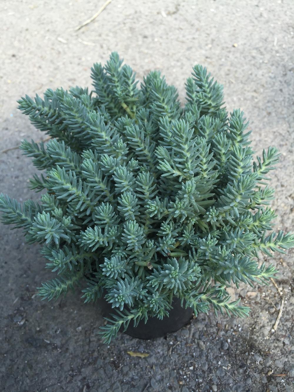 Photo of the entire plant of Jenny's Stonecrop (Petrosedum rupestre ...