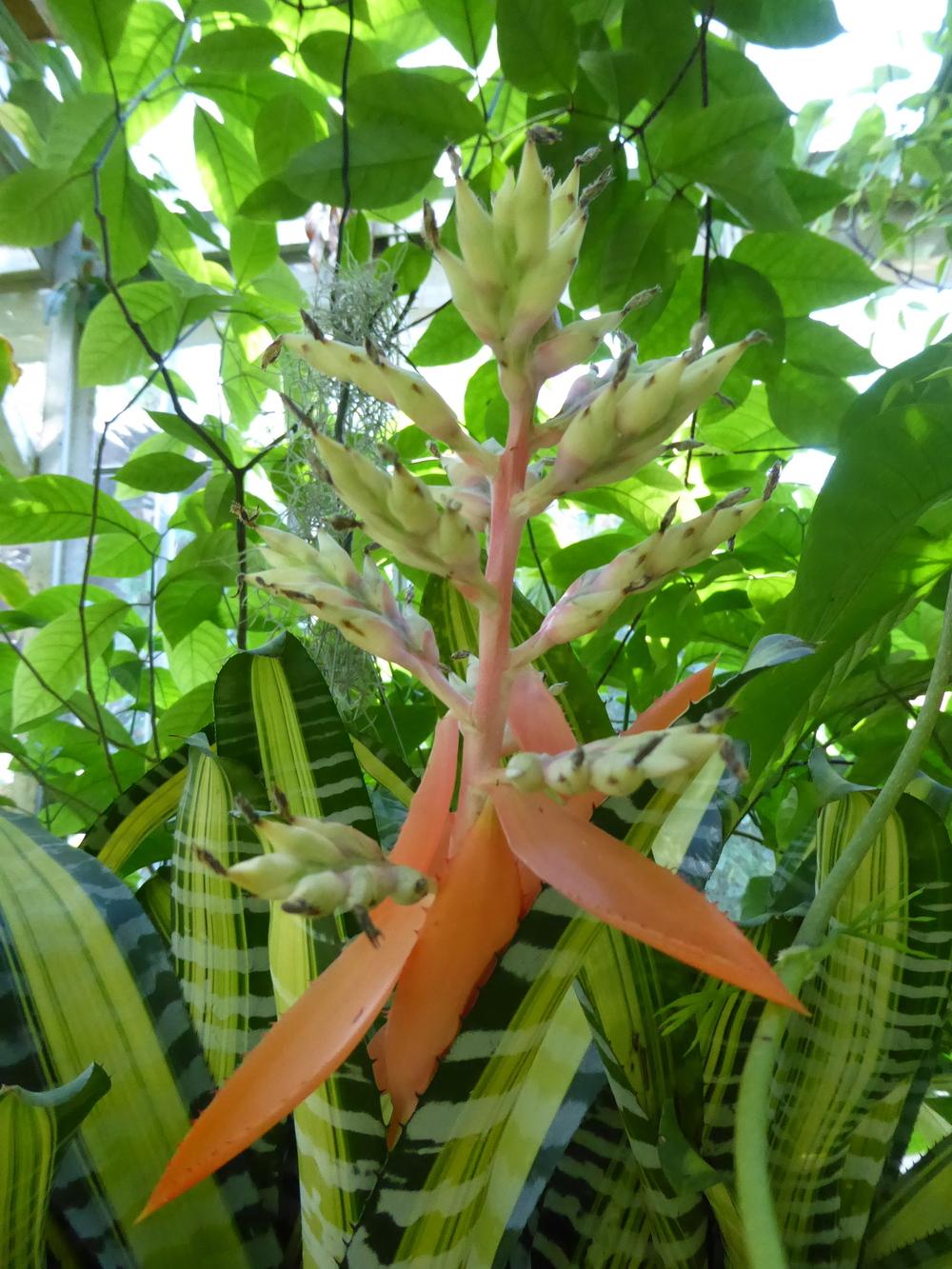 Photo of the bloom of Aechmea 'Samurai' posted by mellielong - Garden.org
