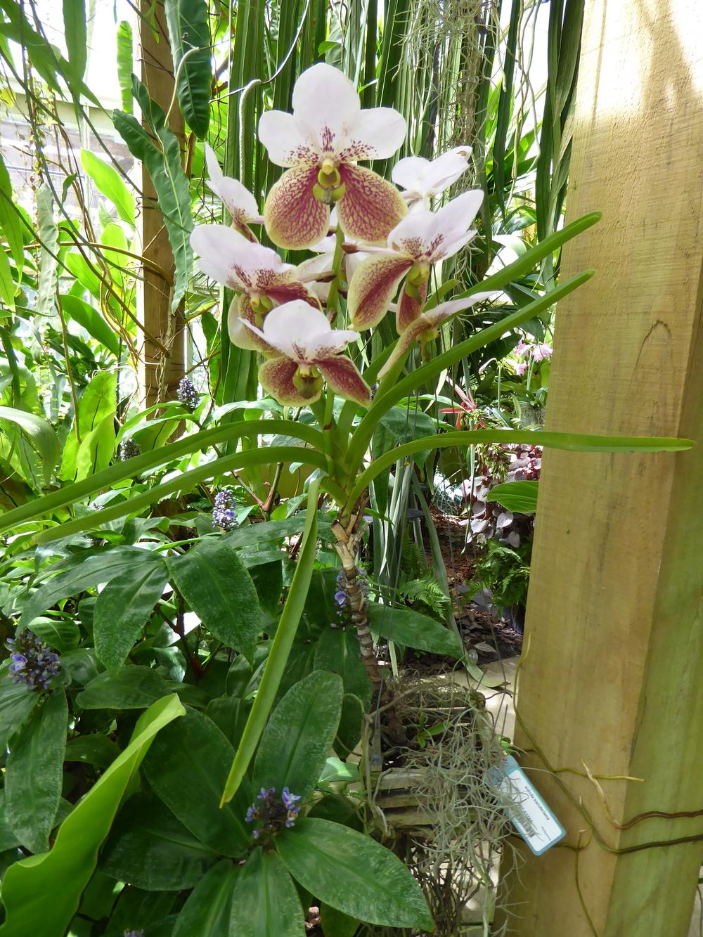 Photo of the entire plant of Waling-Waling Orchid (Vanda sanderiana ...