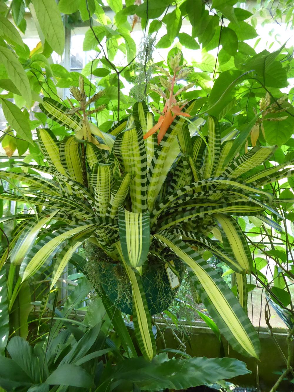 Aechmea 'Samurai' - Garden.org