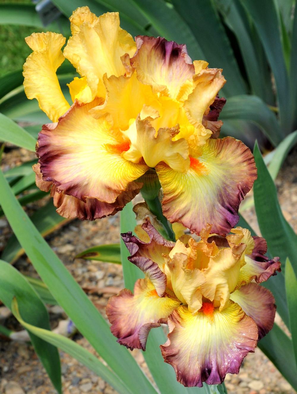 Tall Bearded Iris (Iris 'Rainbow Canyon') in the Irises Database ...