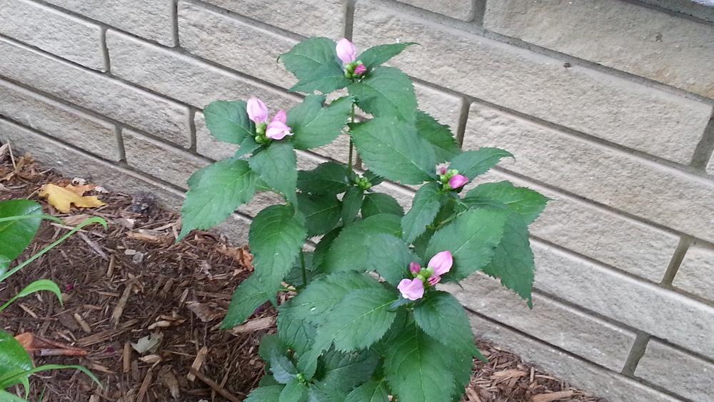 Turtlehead (Chelone lyonii Tiny Tortuga) - Garden.org