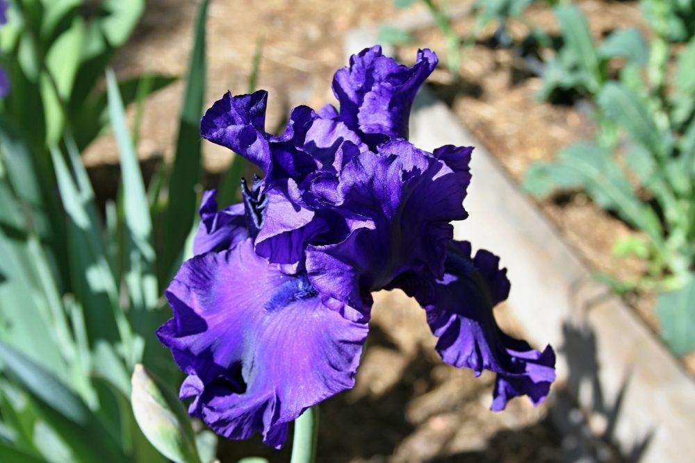 Photo of the bloom of Tall Bearded Iris (Iris 'Dusky Challenger ...