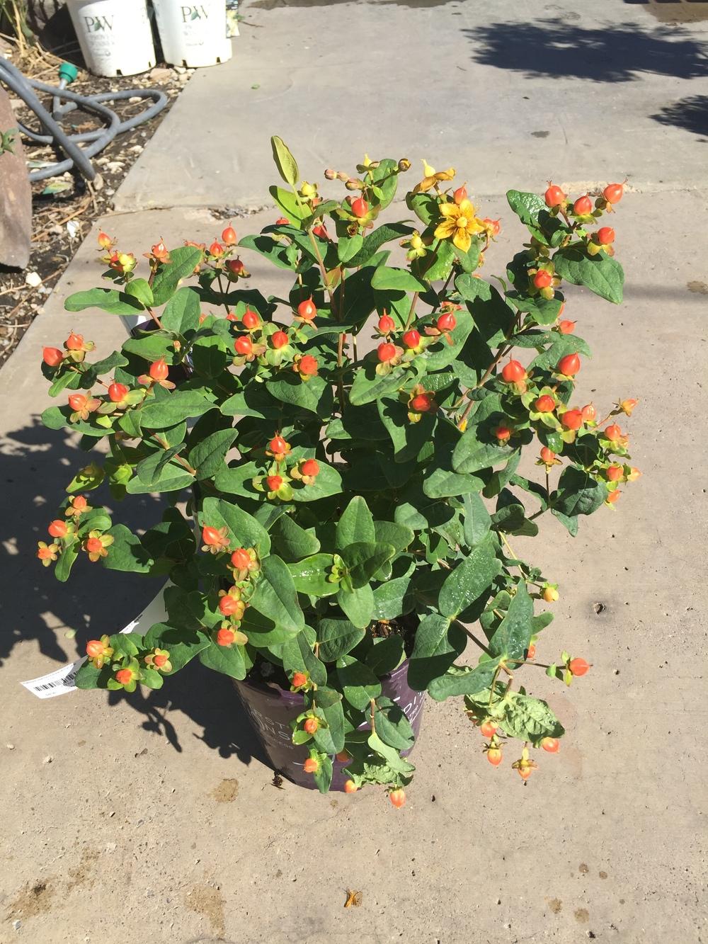 Photo of the entire plant of Tall Tutsan (Hypericum x inodorum First ...