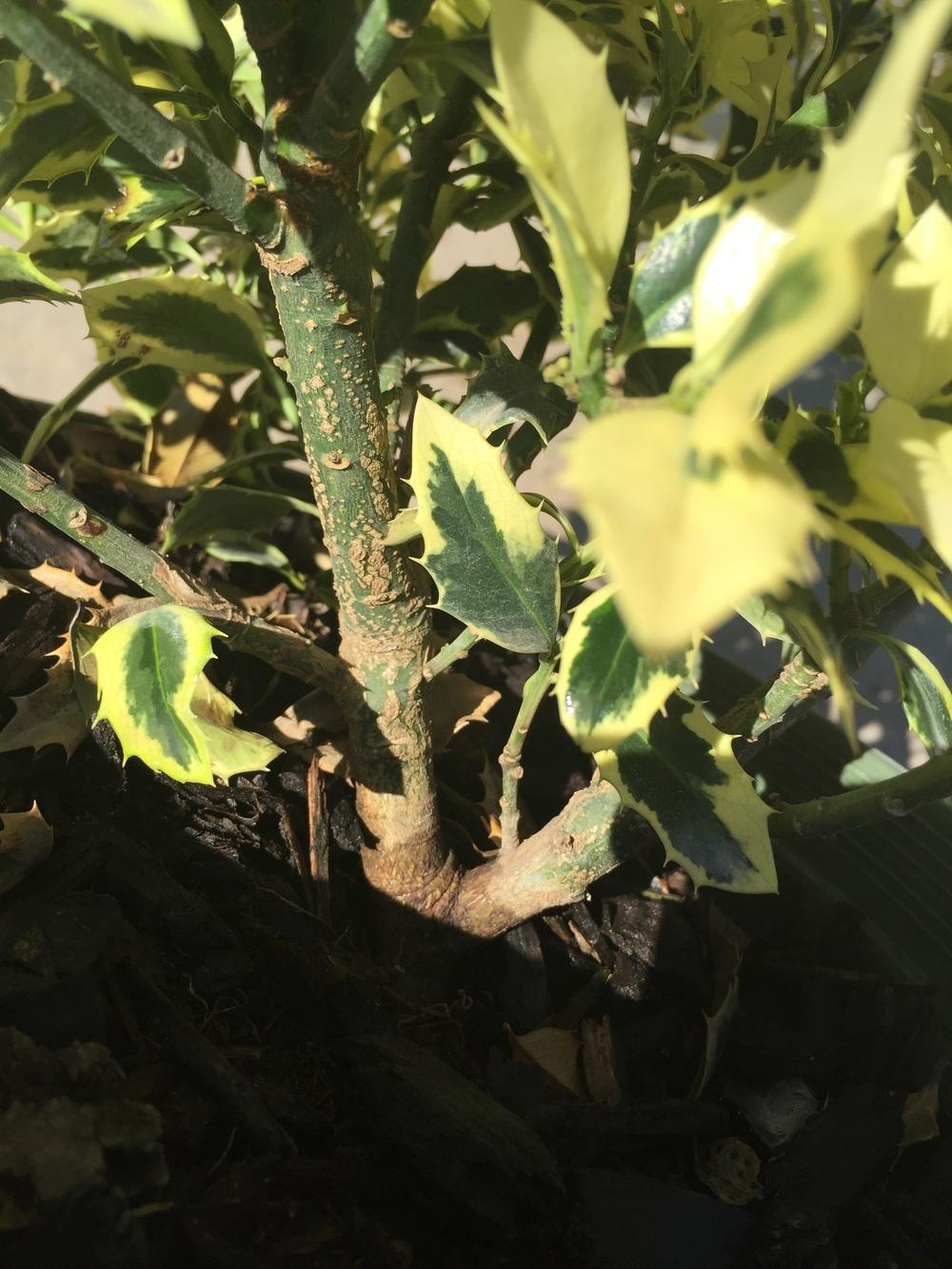 Photo of the stem, scape, stalk or bark of English Holly (Ilex ...