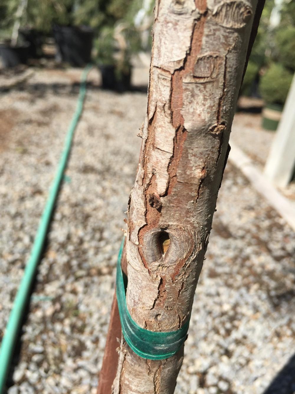 Threadleaf Western Red Cedar (Thuja plicata 'Filiformis') in the ...