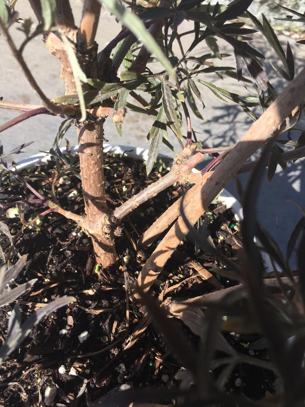 Photo of the stem, scape, stalk or bark of Elderberry (Sambucus nigra ...