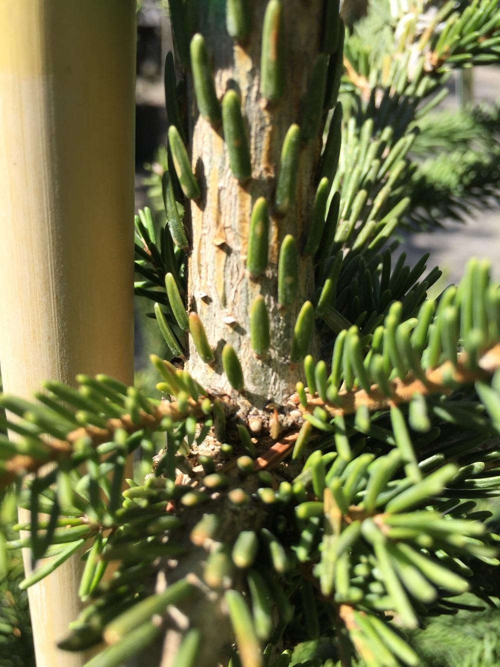 Oriental Spruce (Picea orientalis 'Gowdy') in the Spruces Database ...